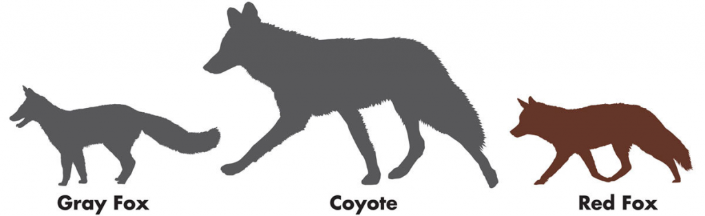 Outdoor Illinois Journal: Creature Feature: Gray Fox, America’s ...