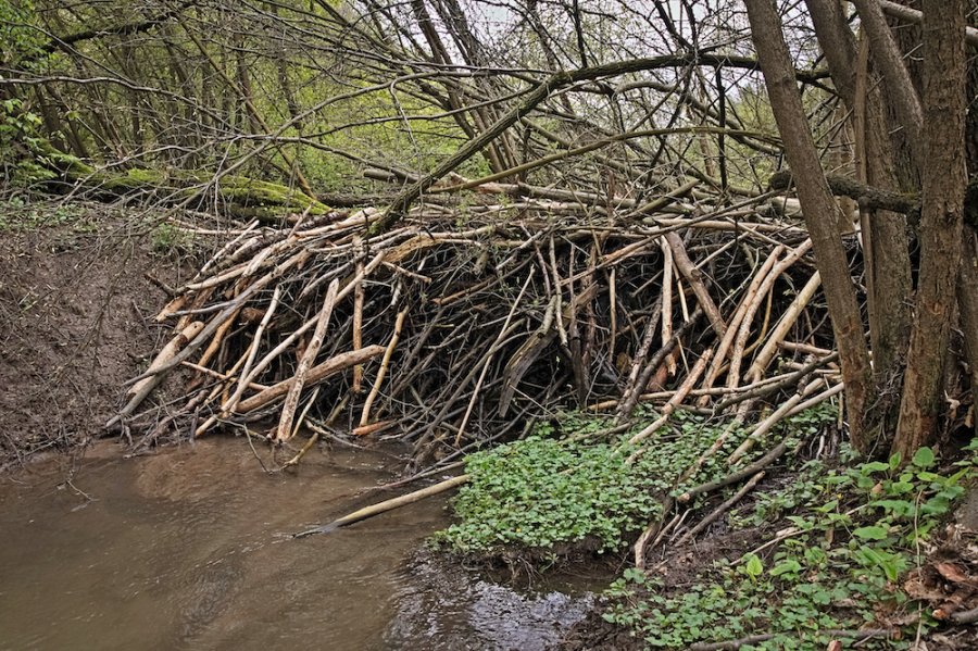 Outdoor Illinois Journal: Good Natured: Giant Rodents (Beavers) Super ...