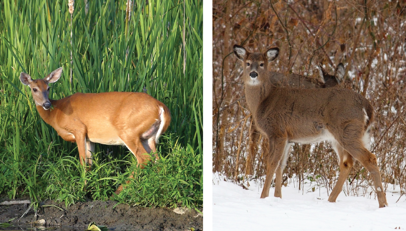 White-tailed Deer Illinois: deer ecology