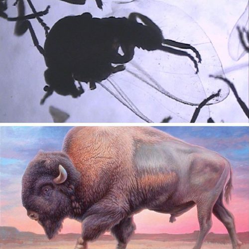 Outdoor Illinois Journal: Black Flies—A Nuisance for Humans and ...