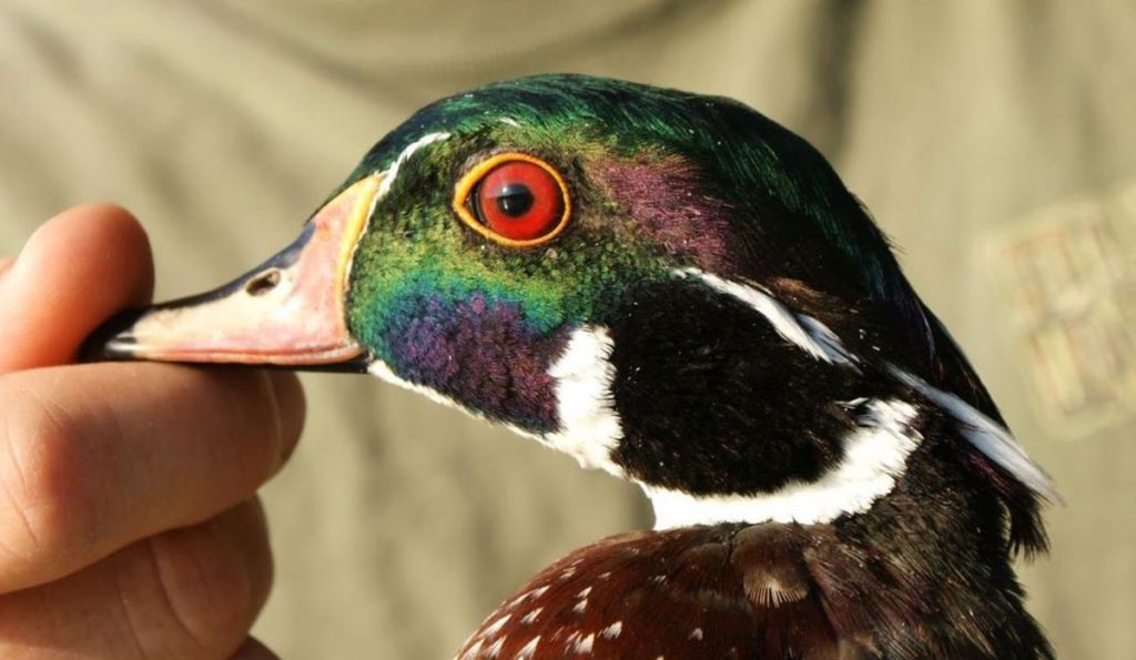 Drake Wood Duck Drake Wood Duck Hi Res Stock Photography And Images
