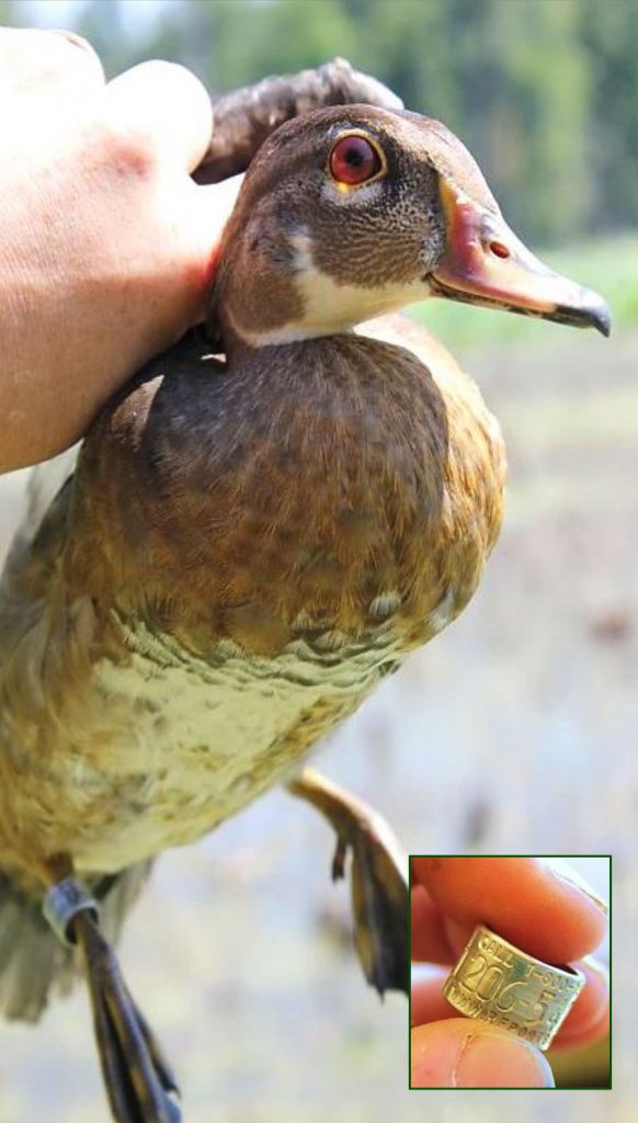 Outdoor Illinois Journal: Decades of Wood Duck Banding Used as a ...