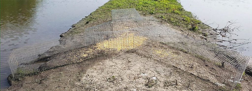 Outdoor Illinois Journal: Decades of Wood Duck Banding Used as a ...