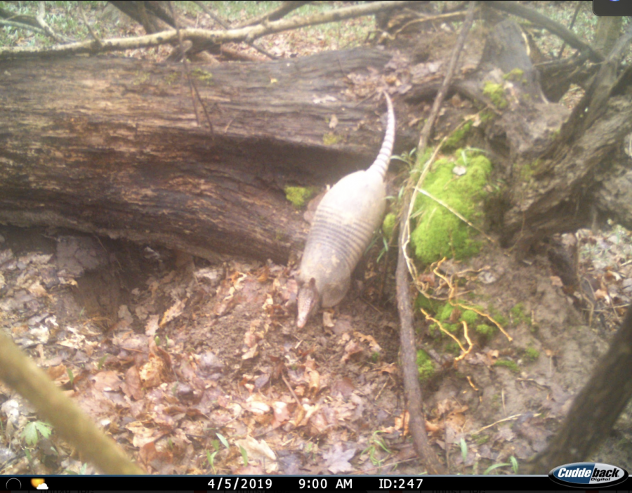 Outdoor Illinois Journal: Understanding the Nine-banded Armadillo in ...