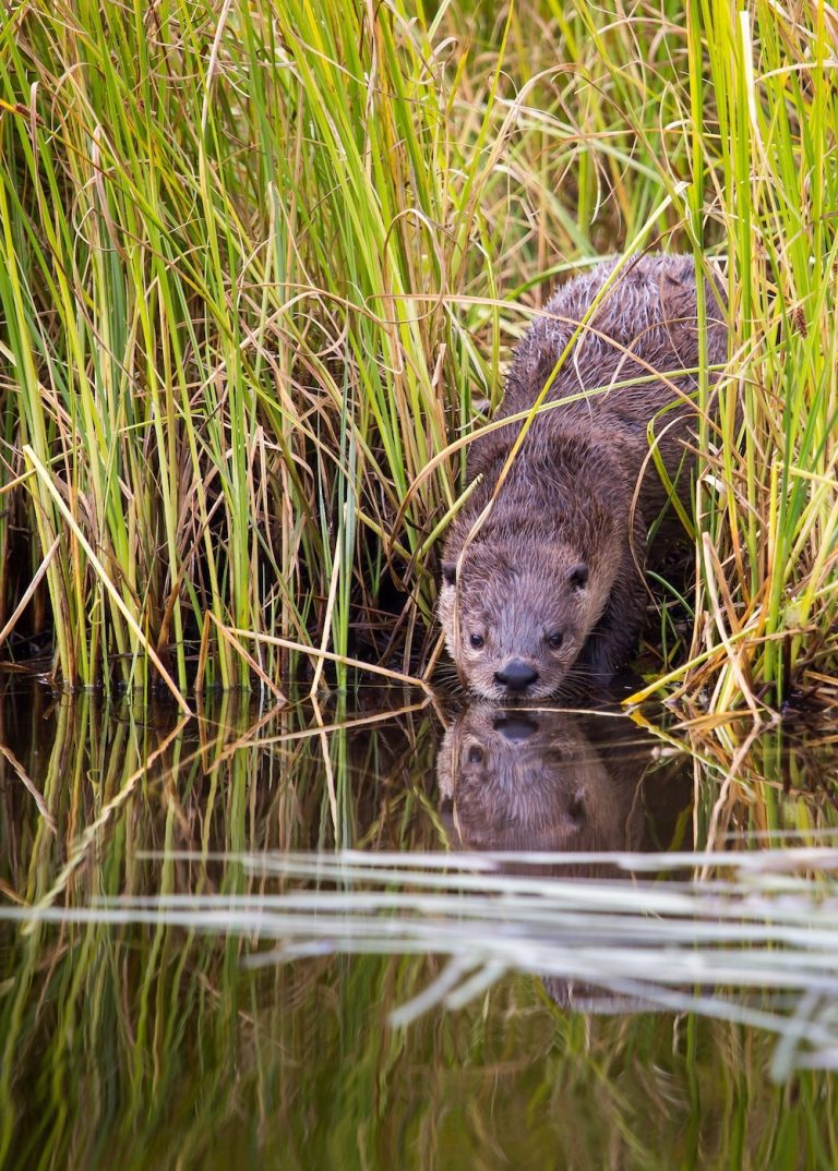 Outdoor Illinois Journal: The River Otter—An Illinois Conservation ...