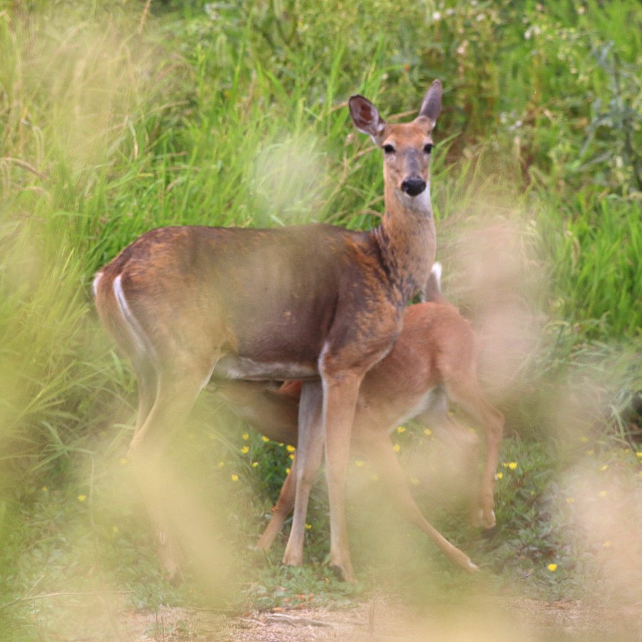 Outdoor Illinois Journal: Fawn Survival—It Depends on Your Mama—Her Age ...