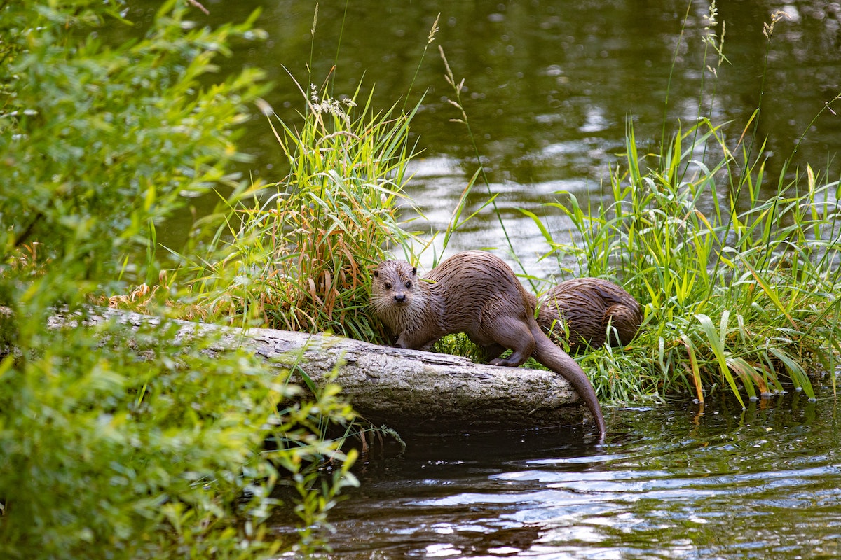 The River Otter An Illinois Conservation Success Story The River Otter An Illinois Conservation Success Story