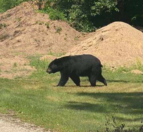 Outdoor Illinois Journal: An Epic Journey: A Black Bear in Illinois