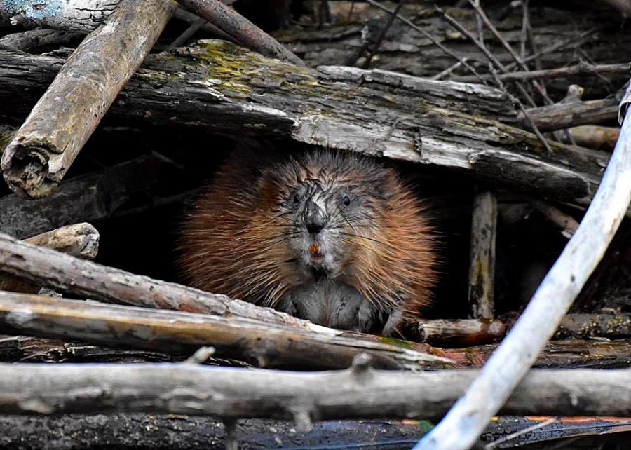 Outdoor Illinois Journal: Marsh Loving Muskrats
