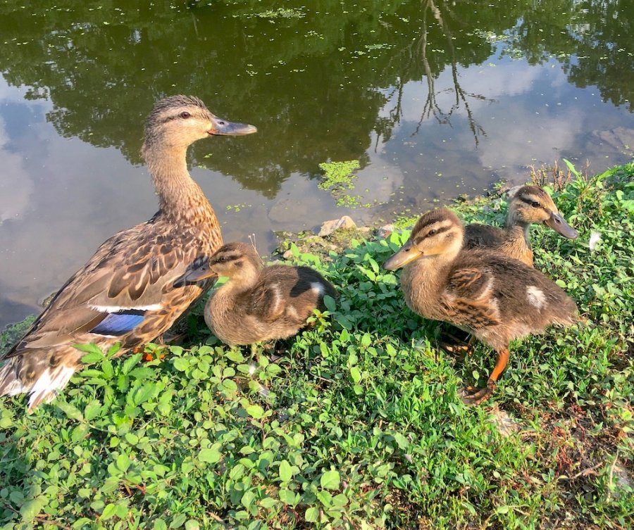 Outdoor Illinois Journal: Revealed: The Damaging Effects of Feeding ...