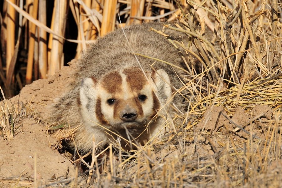 North American Badger Range