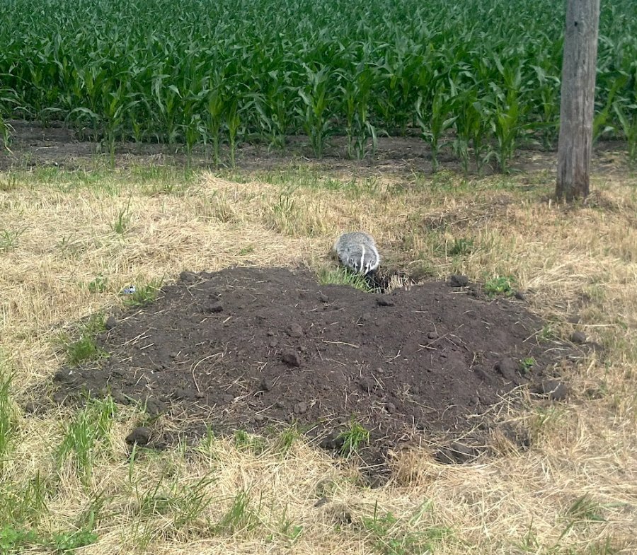 Outdoor Illinois Journal: Digging It: American Badgers