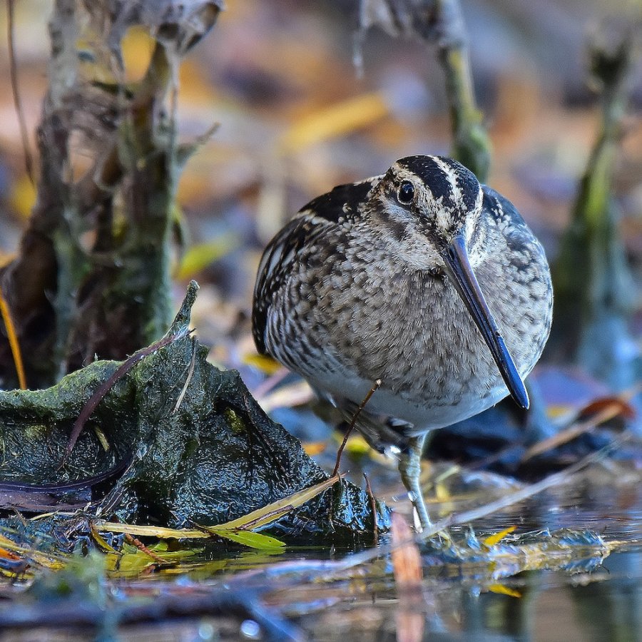 Outdoor Illinois Journal: Wilson’s Snipe—It’s Real, Not Just a Running Joke