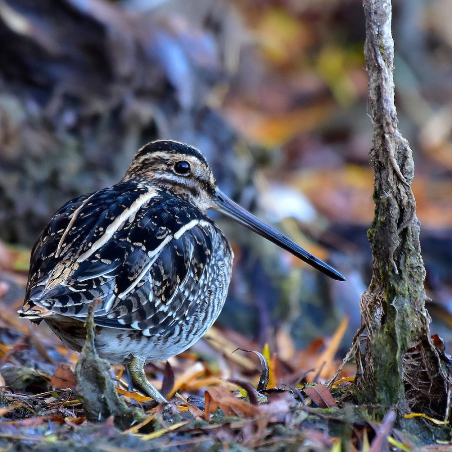 Outdoor Illinois Journal: Wilson’s Snipe—It’s Real, Not Just a Running Joke