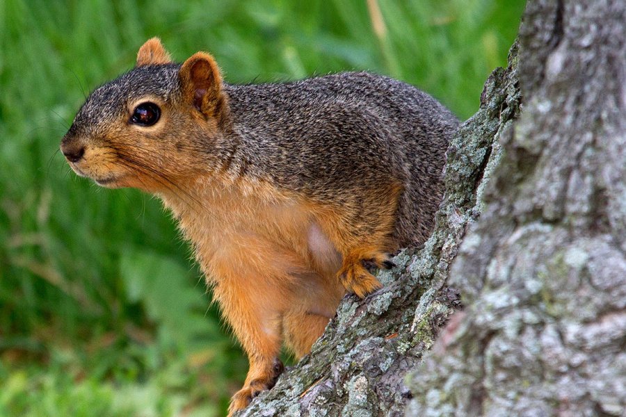 The Fascinating World of Fox Squirrels: The Largest Tree Squirrel in ...
