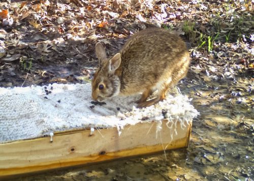 Outdoor Illinois Journal: Living Peaceably with Rabbits