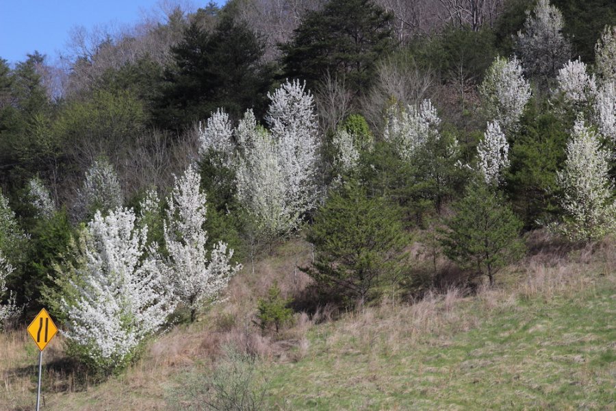 Outdoor Illinois Journal: New Invasive Plants on the Illinois Landscape
