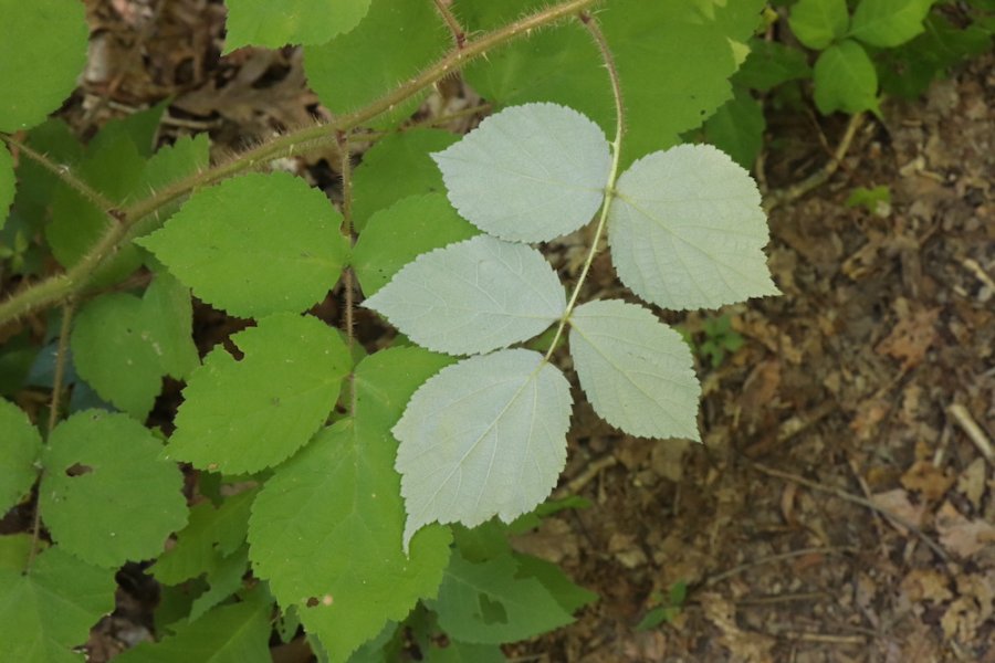 Outdoor Illinois Journal: New Invasive Plants on the Illinois Landscape