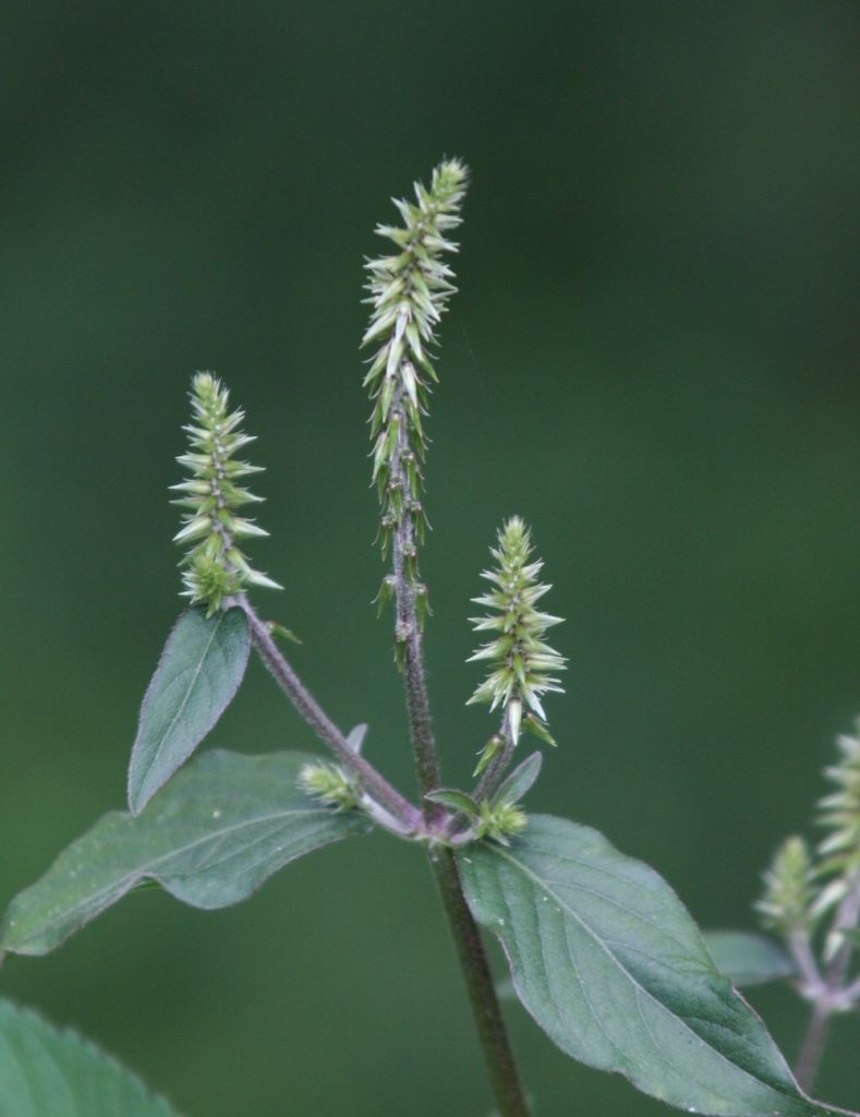 Outdoor Illinois Journal: New Invasive Plants on the Illinois Landscape