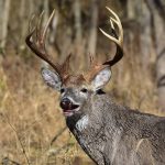 Outdoor Illinois Wildlife Journal