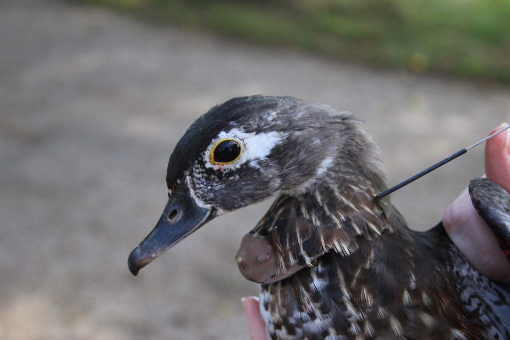 Outdoor Illinois Journal: Tracking Wetland Birds with Motus