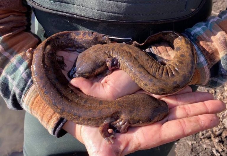 Outdoor Illinois Journal: An Assessment of Mudpuppy Population ...