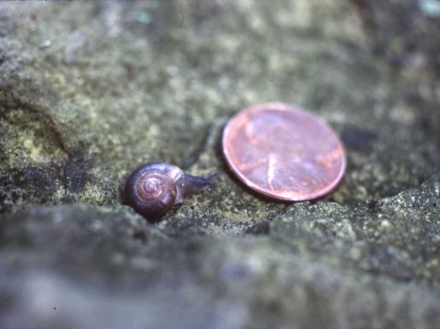 Outdoor Illinois Journal: Rare Algific Slopes Could Still Harbor ...