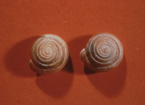 Outdoor Illinois Journal: Rare Algific Slopes Could Still Harbor ...