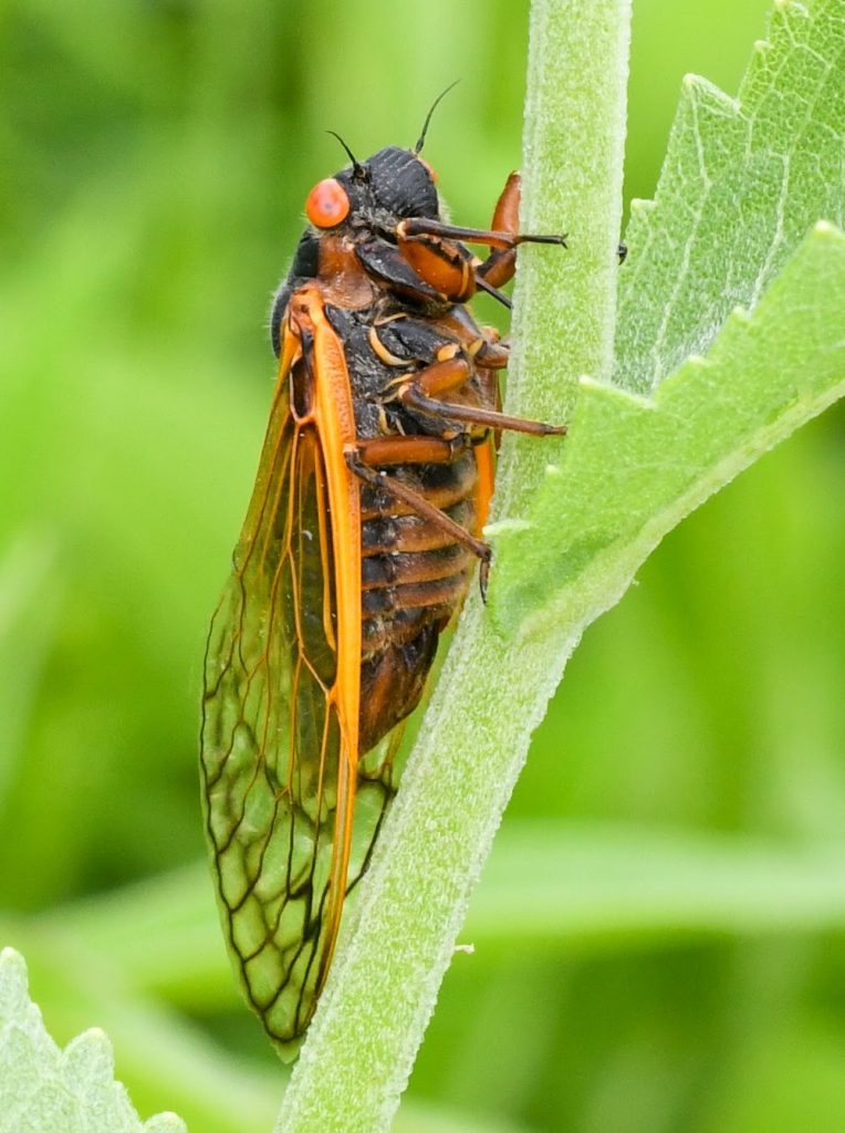 Outdoor Illinois Journal: The Magical Screaming Cicadas