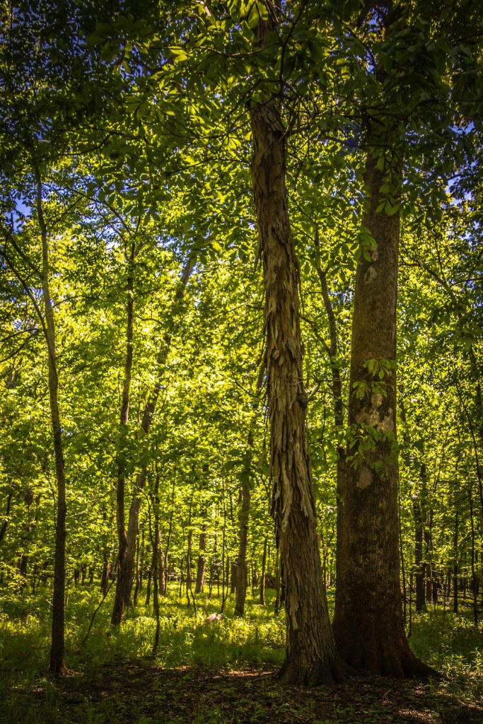 Outdoor Illinois Journal: Virgin Forests, Gigantic Trees, and Special ...