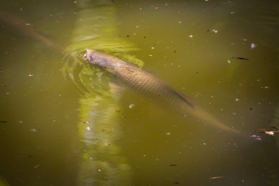 Outdoor Illinois Journal: Virgin Forests, Gigantic Trees, and Special ...
