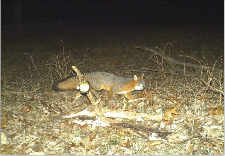 Outdoor Illinois Journal: Understanding Gray Fox Distribution ...