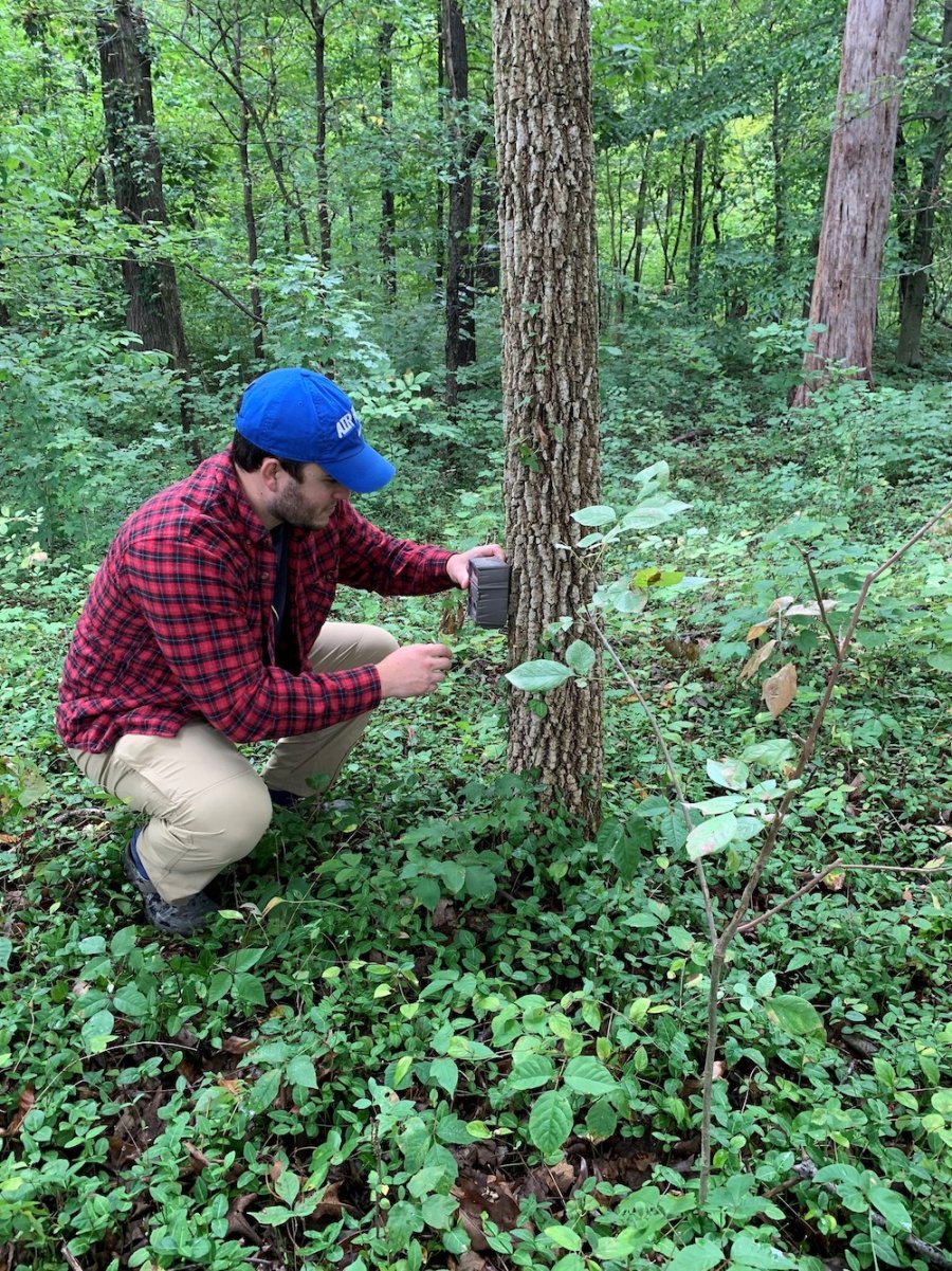 Outdoor Illinois Journal: Understanding Gray Fox Distribution ...