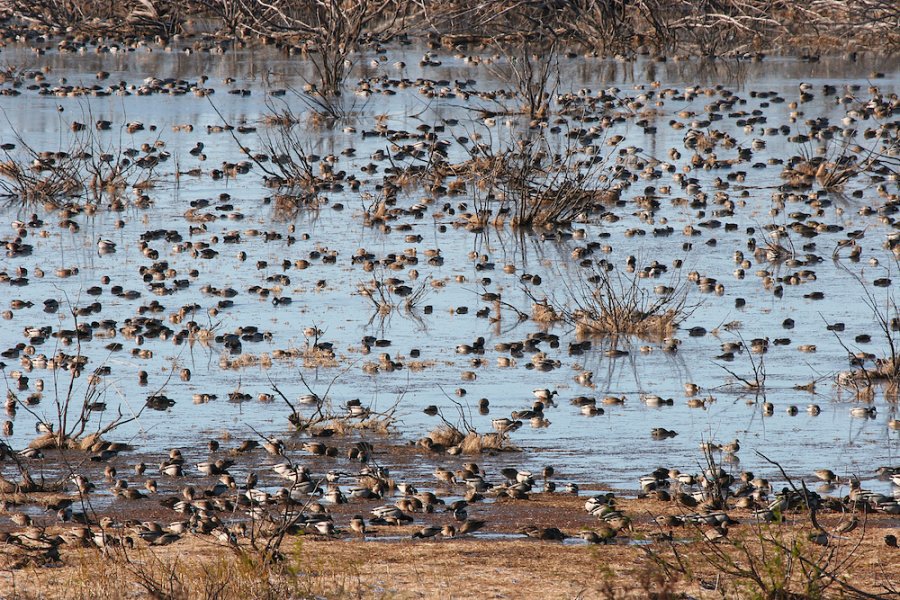 Outdoor Illinois Journal: Managing Waterfowl Sanctuary in Illinois