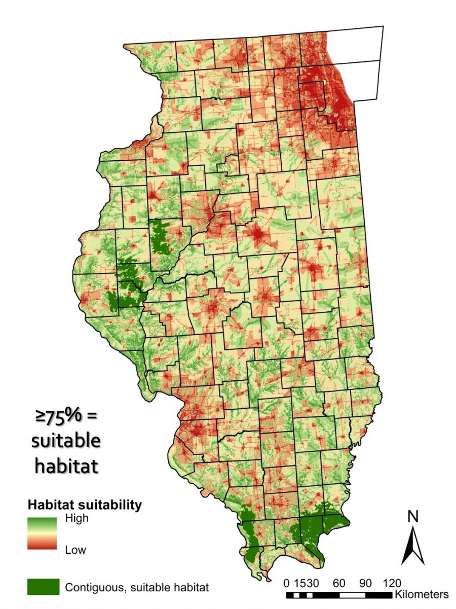 Outdoor Illinois Journal: Mountain Lions, Gray Wolves, and Black Bears ...