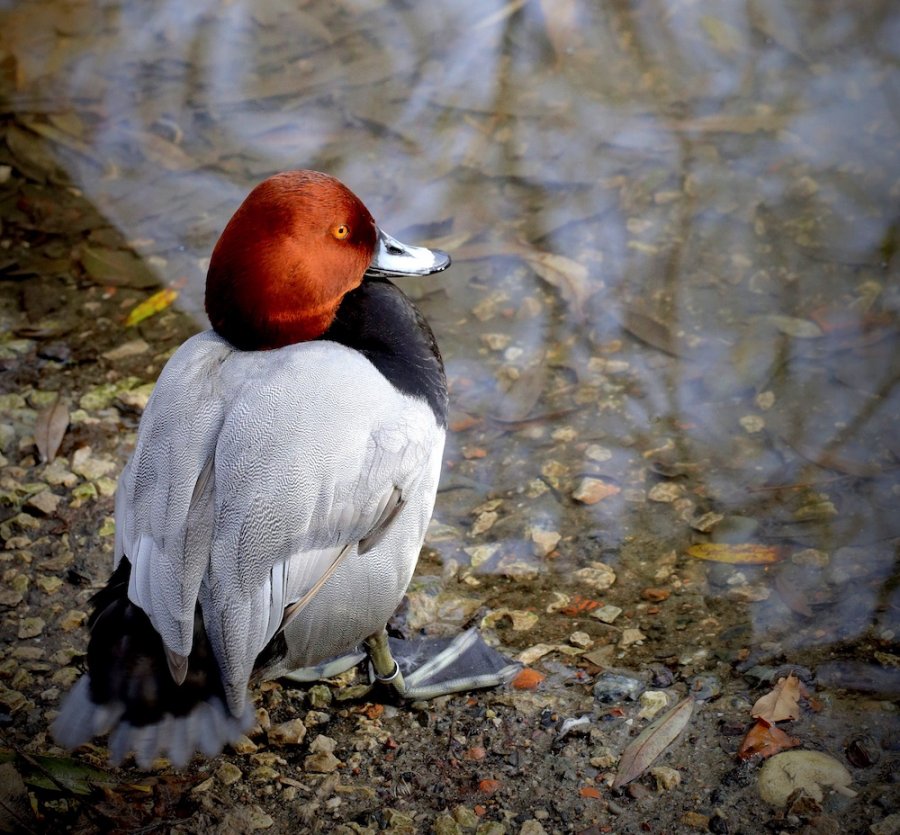Outdoor Illinois Journal: The Ducks are Moving