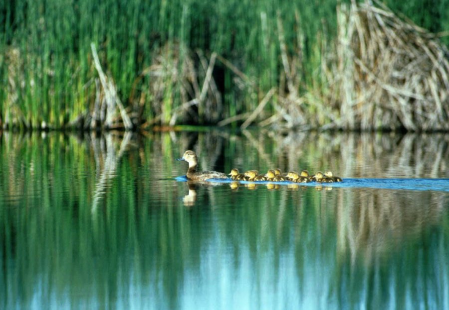 Outdoor Illinois Journal: The Ducks are Moving