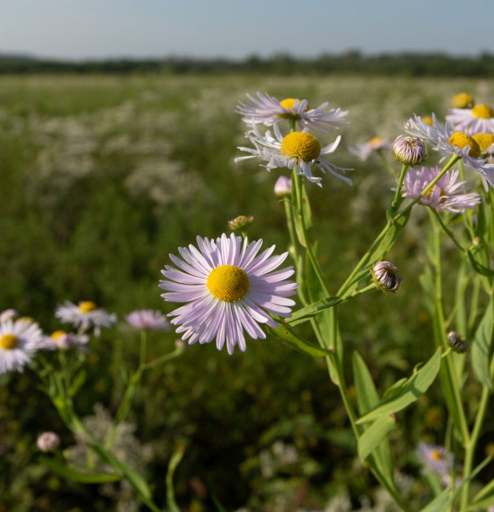 Outdoor Illinois Journal: Grinding It Out For Ducks and Rare Plants