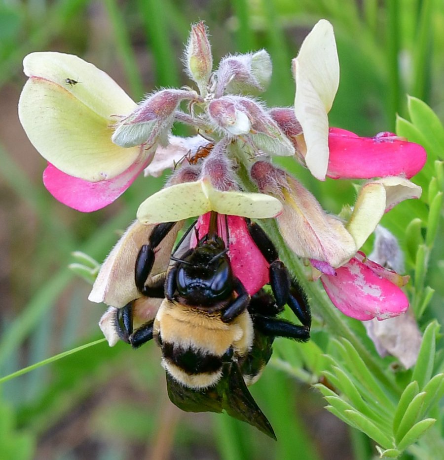 Outdoor Illinois Journal: Southern Plains Bumble Bee, Endangered ...