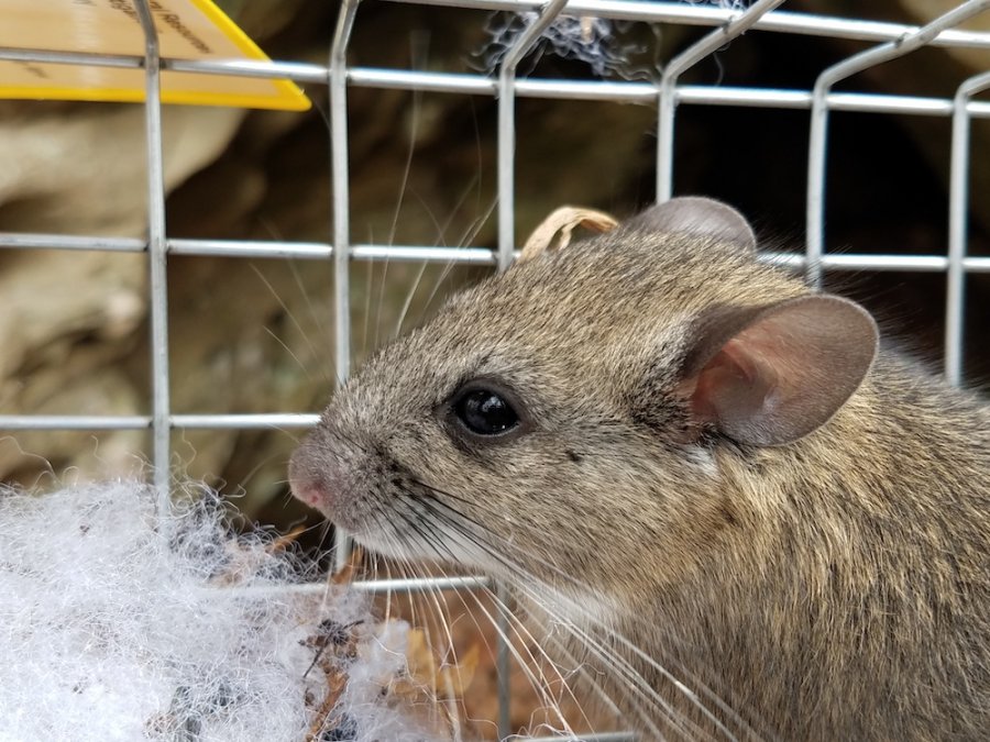 Outdoor Illinois Journal: Eastern Woodrats Have Returned to the Shawnee ...