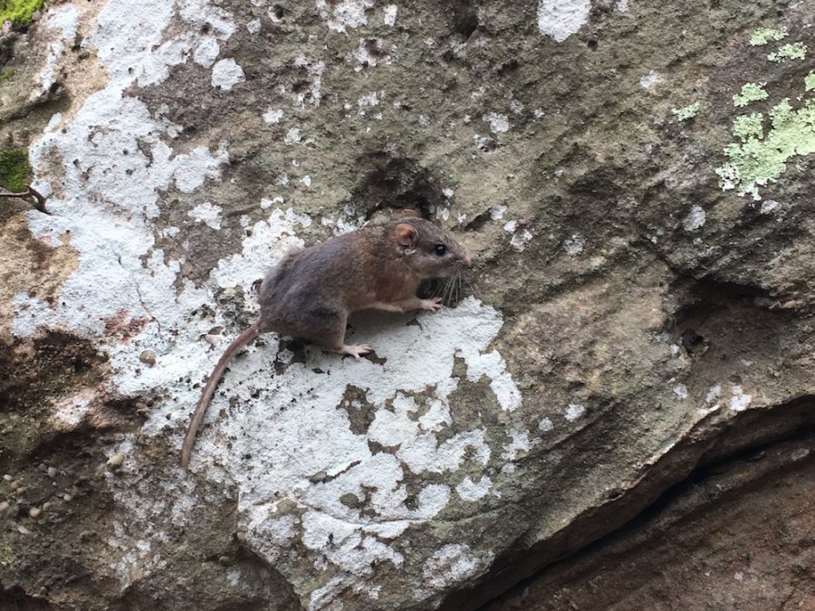 Outdoor Illinois Journal: Eastern Woodrats Have Returned to the Shawnee ...
