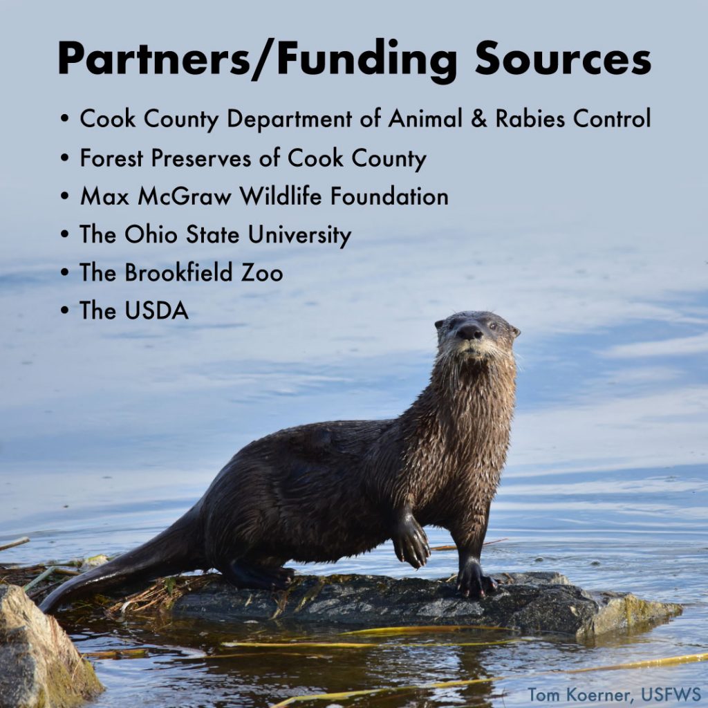 Outdoor Illinois Journal: River Otters Make their Return to Urban ...
