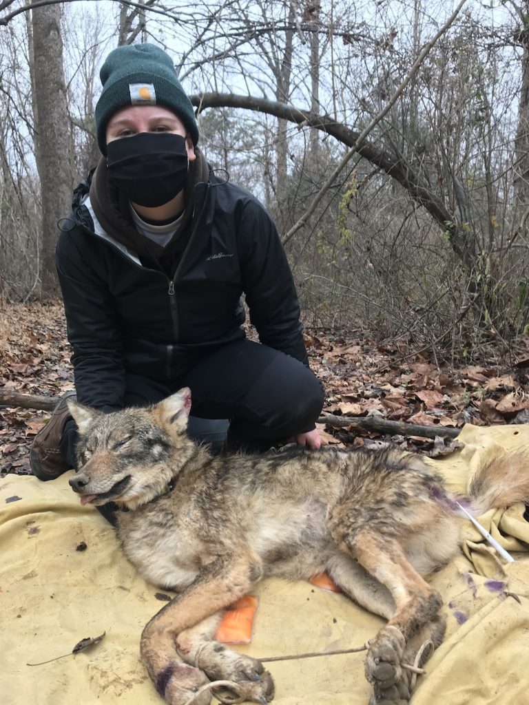 Outdoor Illinois Journal: Understanding the Impact of Predators on ...