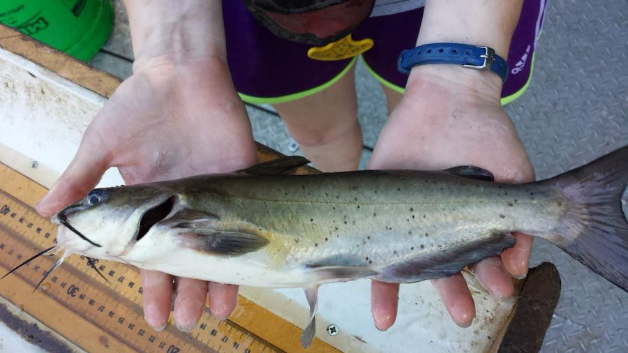 Outdoor Illinois Journal: 60+ Years of Monitoring Large River Fishes in ...