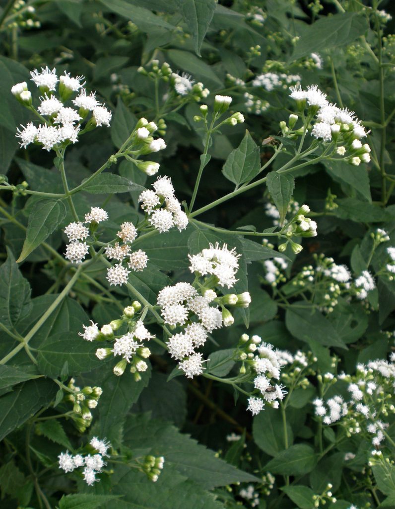 Outdoor Illinois Journal: White Snakeroot