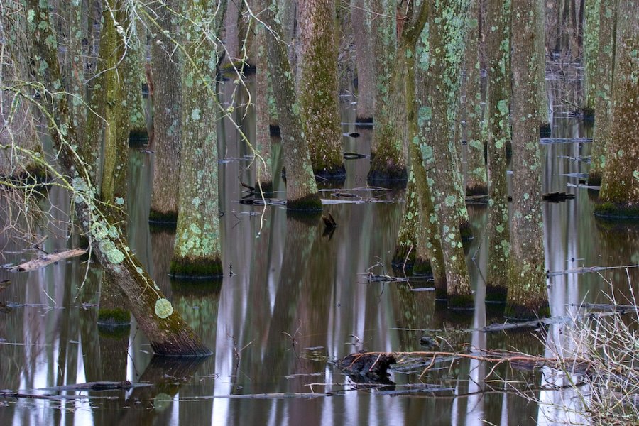 Outdoor Illinois Journal: The Coastal Plain Natural Division: Ancient ...