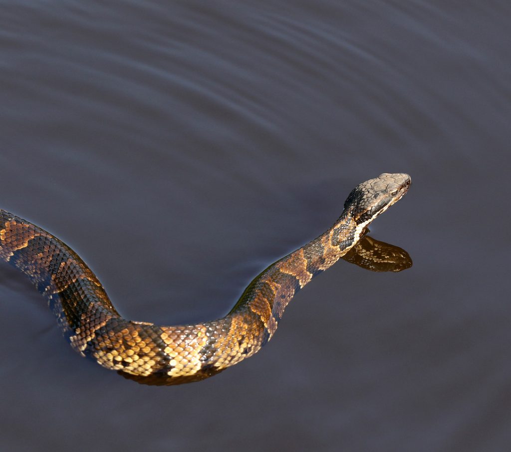 Outdoor Illinois Journal: The Coastal Plain Natural Division: Ancient ...