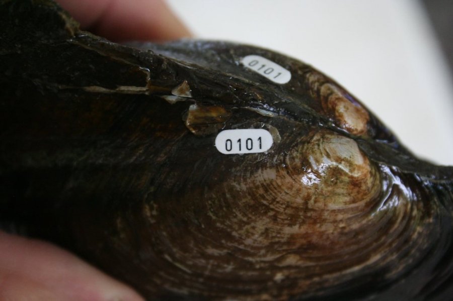 Outdoor Illinois Journal: Citizen Scientists Focus on Freshwater Mussels