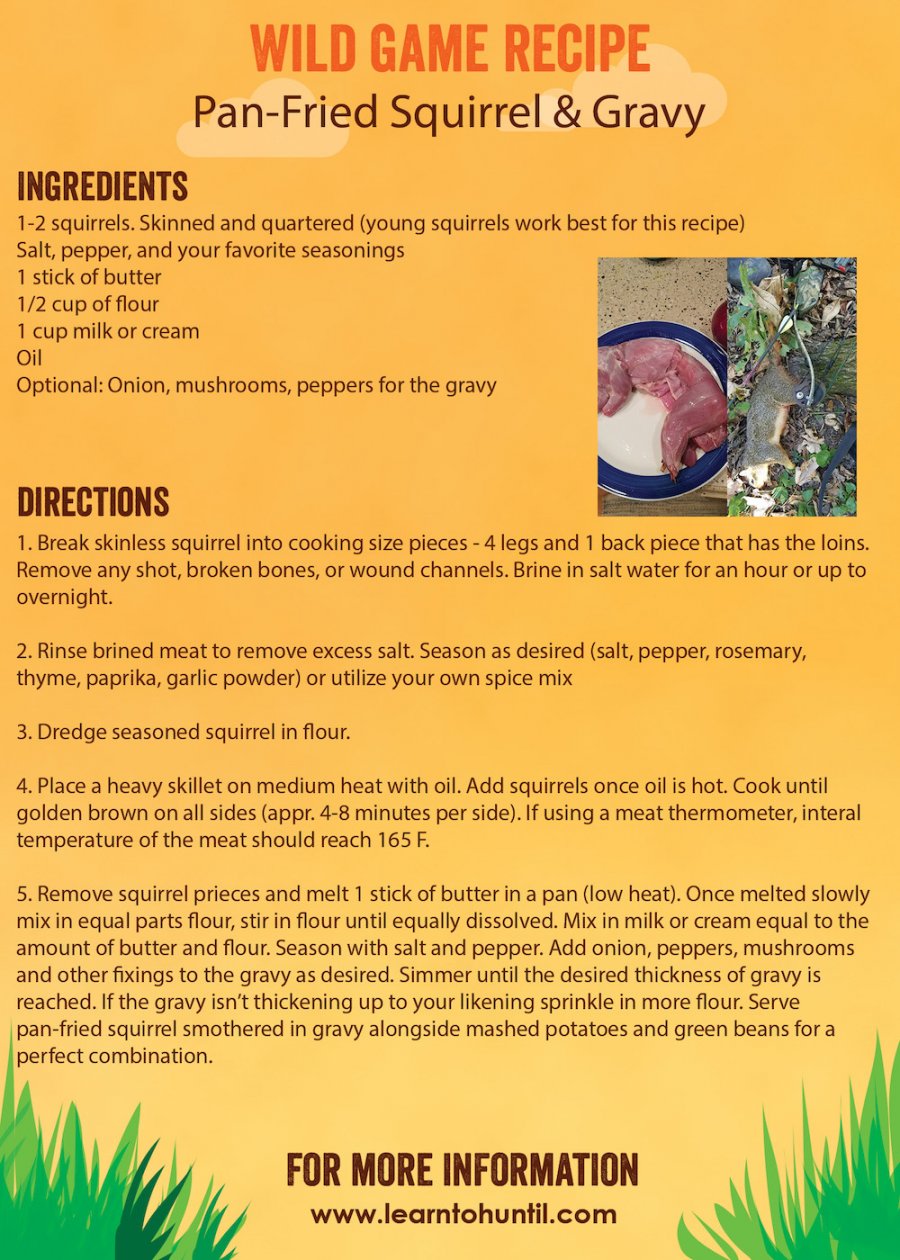 Outdoor Illinois Journal: Illinois Squirrel Season—Coming to a Forest ...