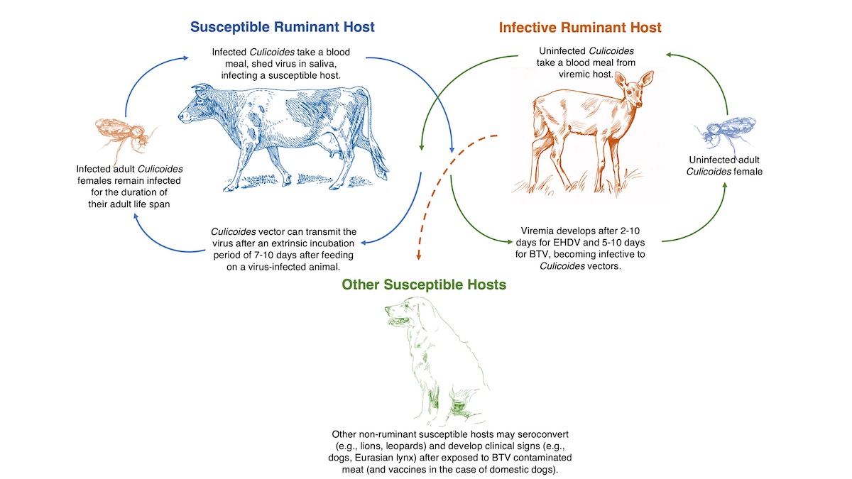 Outdoor Illinois Journal: Occurrence of Hemorrhagic Disease in Illinois ...